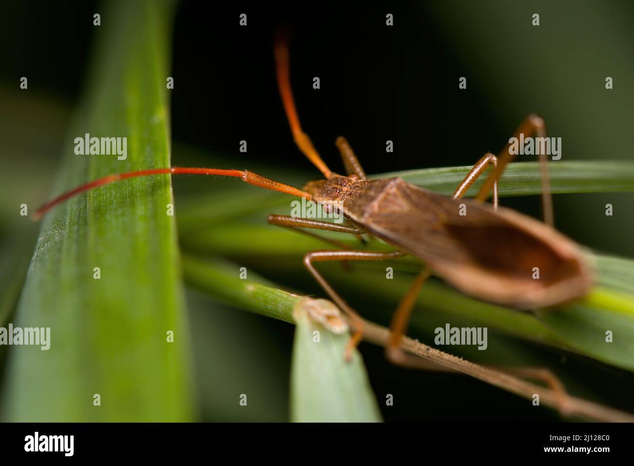 Protenor belfragei hi-res stock photography and images - Alamy