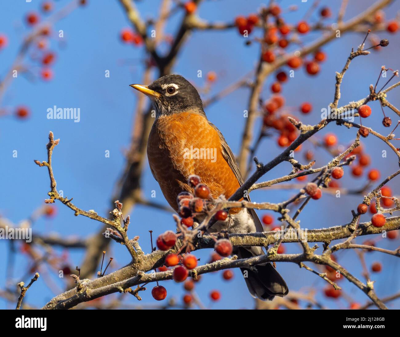 Robin in crab apple tree hi-res stock photography and images - Alamy