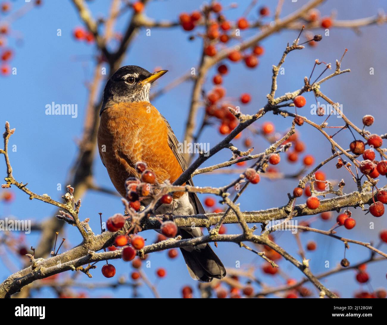 American Robin perched in tree with red berries Stock Photo - Alamy
