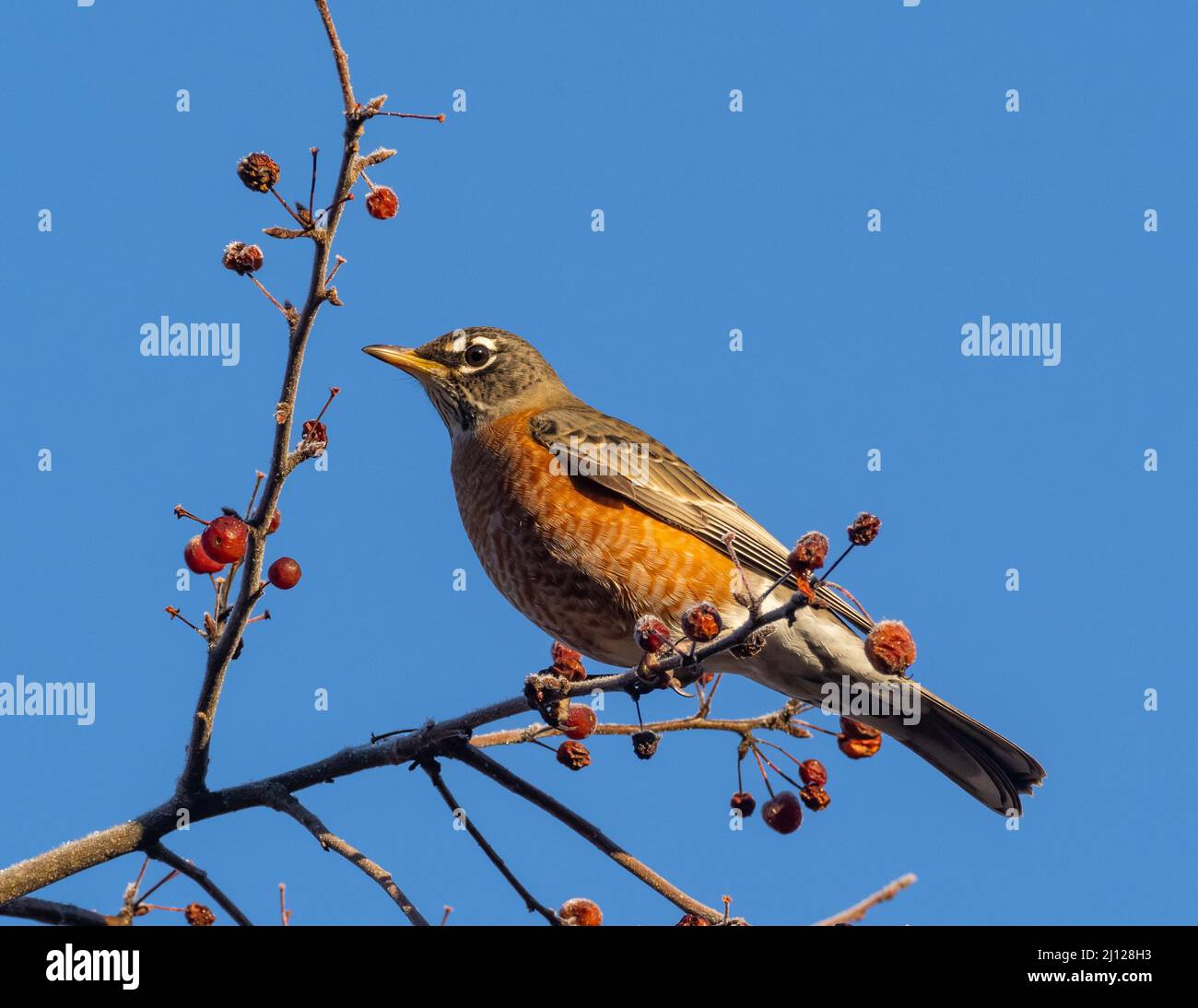 Robin in crab apple tree hi-res stock photography and images - Alamy