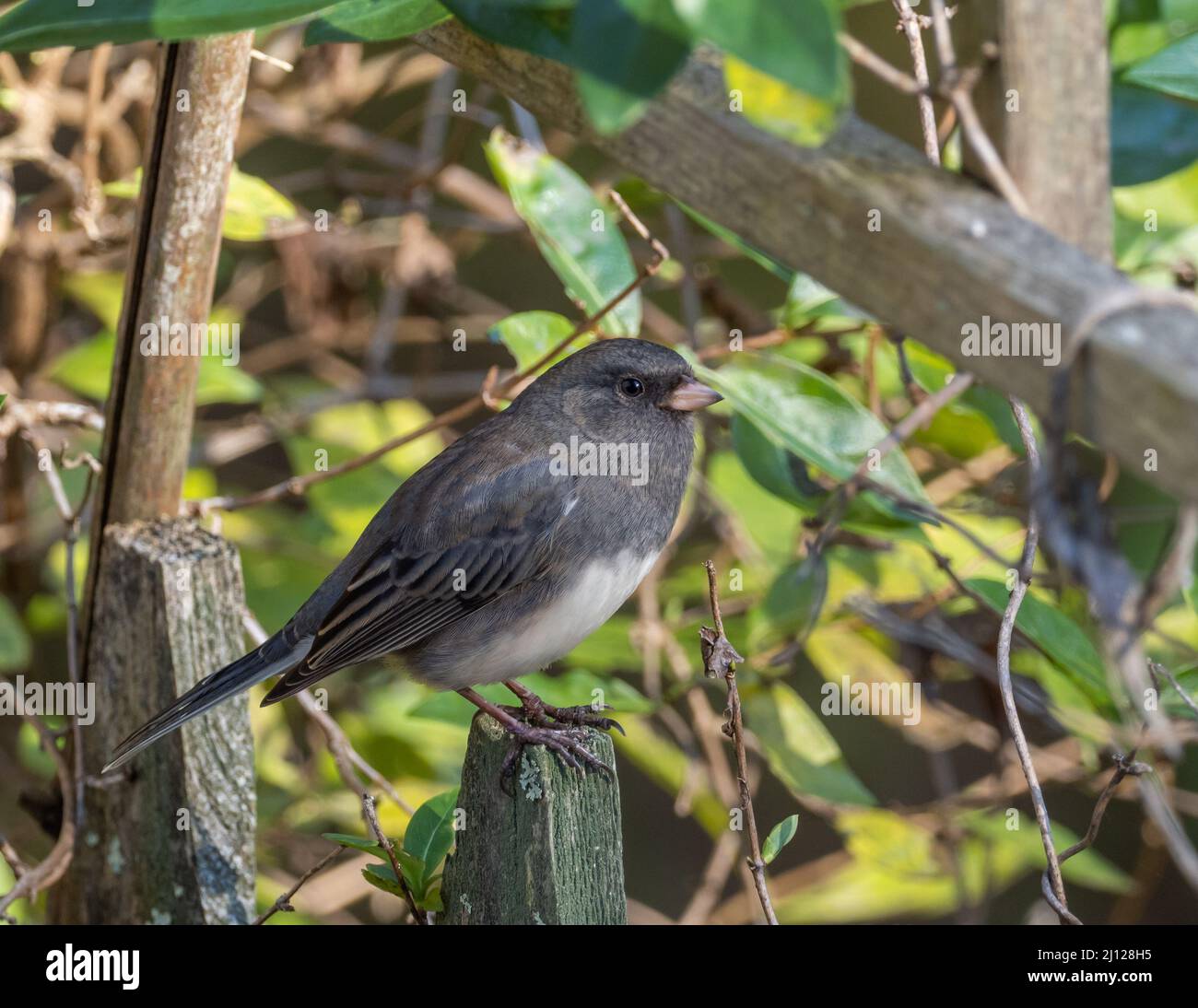 Slate colored junco hi-res stock photography and images - Alamy