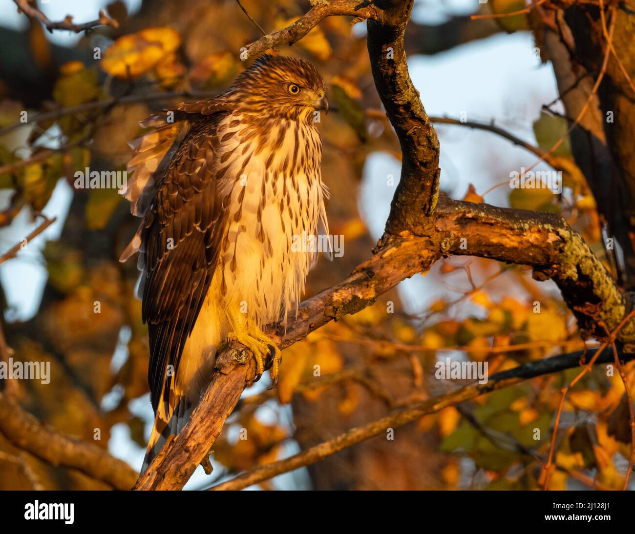 Immature Cooper's Hawk in fall foliage with warm sunlight Stock Photo ...