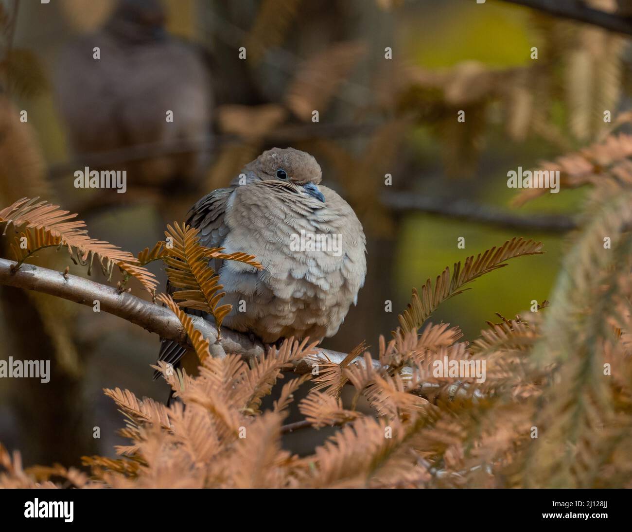 Dove fluffed up hi-res stock photography and images - Alamy