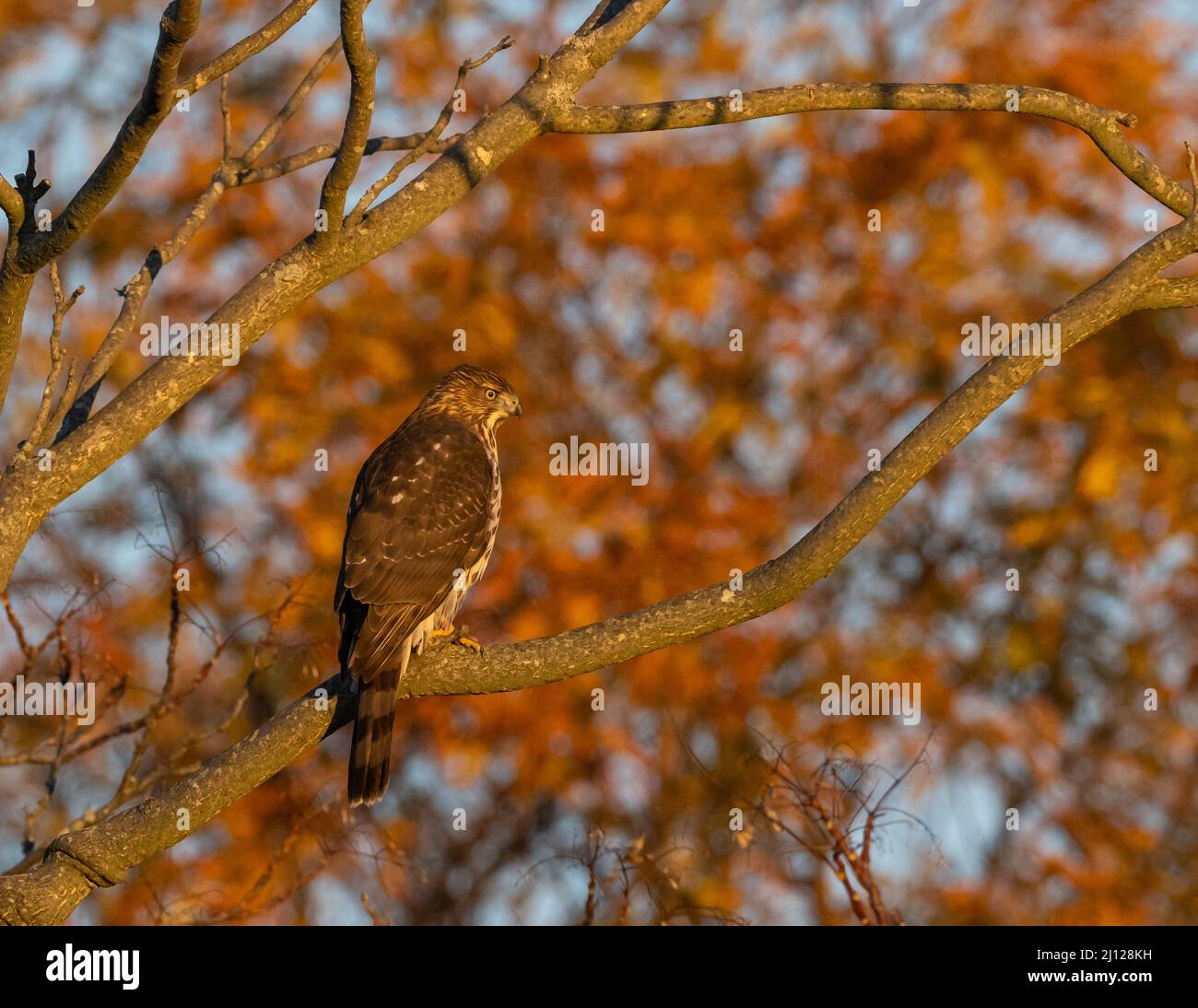 Immature Cooper's Hawk in fall foliage with warm sunlight Stock Photo ...