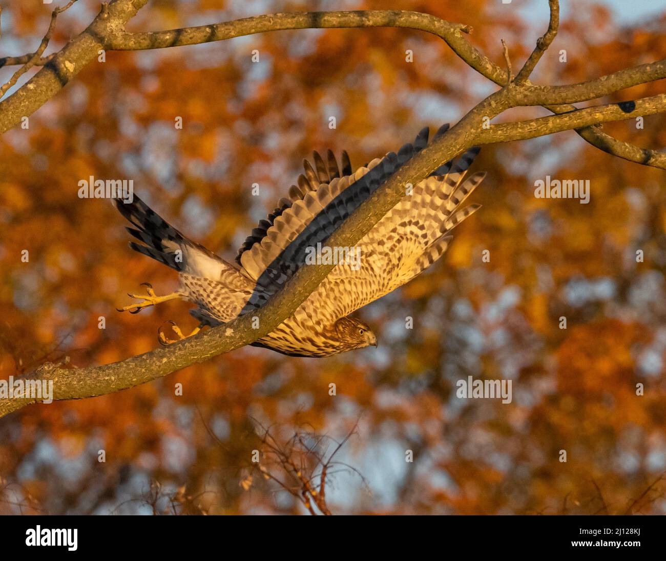Immature Cooper's Hawk in fall foliage with warm sunlight Stock Photo ...
