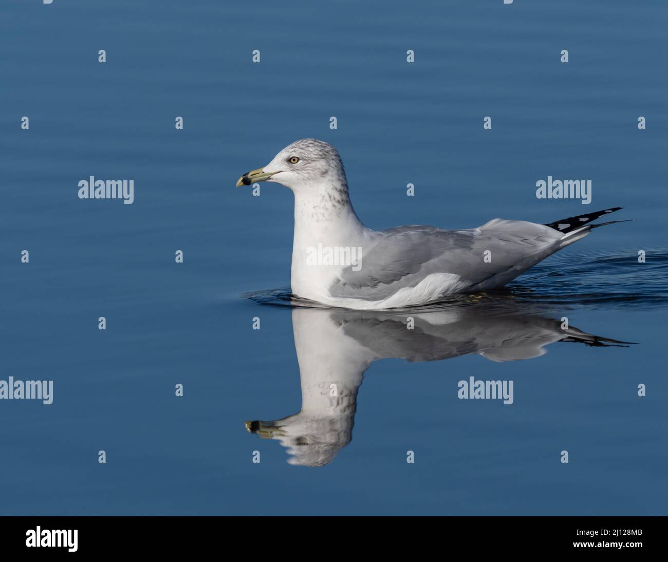Ring-billed Gull swimming on clam water with reflection Stock Photo - Alamy