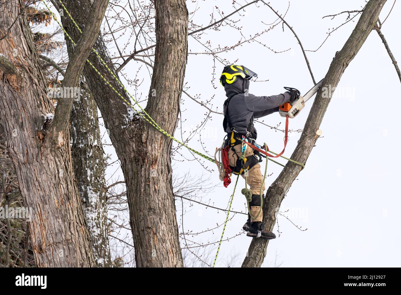 A tree surgeon cuts and trims a tree Stock Photo - Alamy