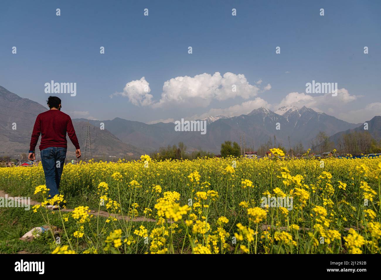 A man walks in a mustard field during a sunny spring day in Srinagar ...