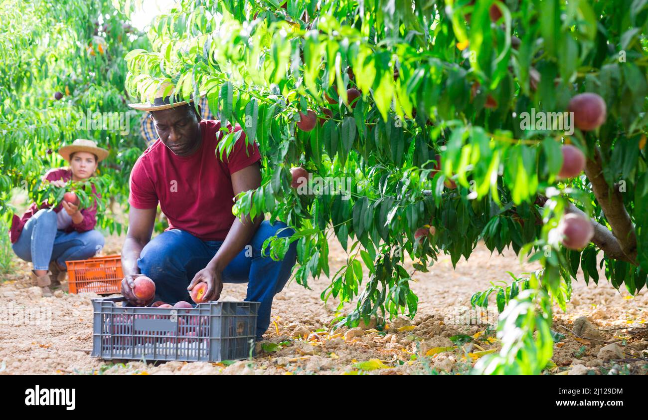 African peach tree hi-res stock photography and images - Alamy