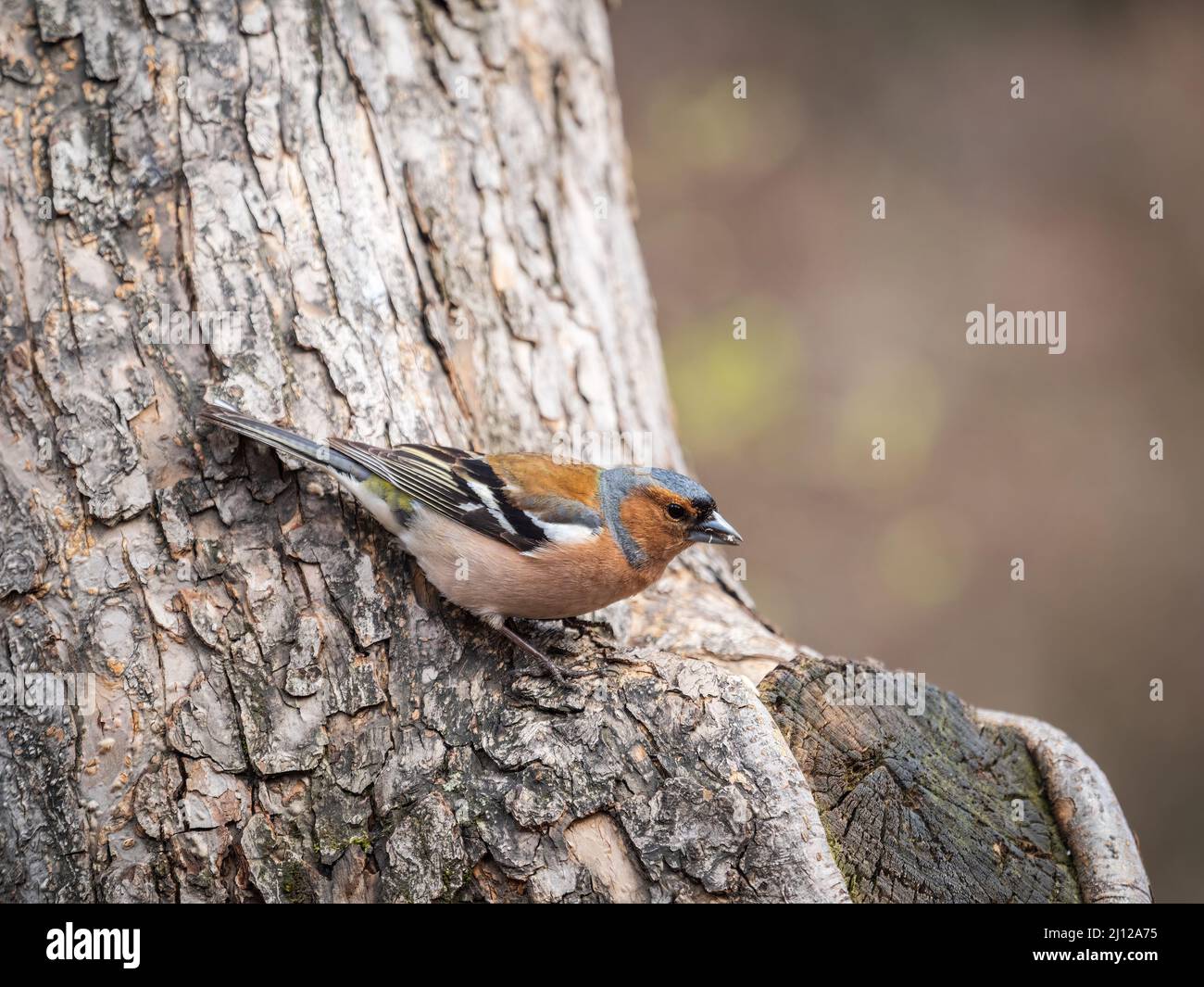 Common chaffinch sits on a tree. Beautiful songbird Common chaffinch in ...