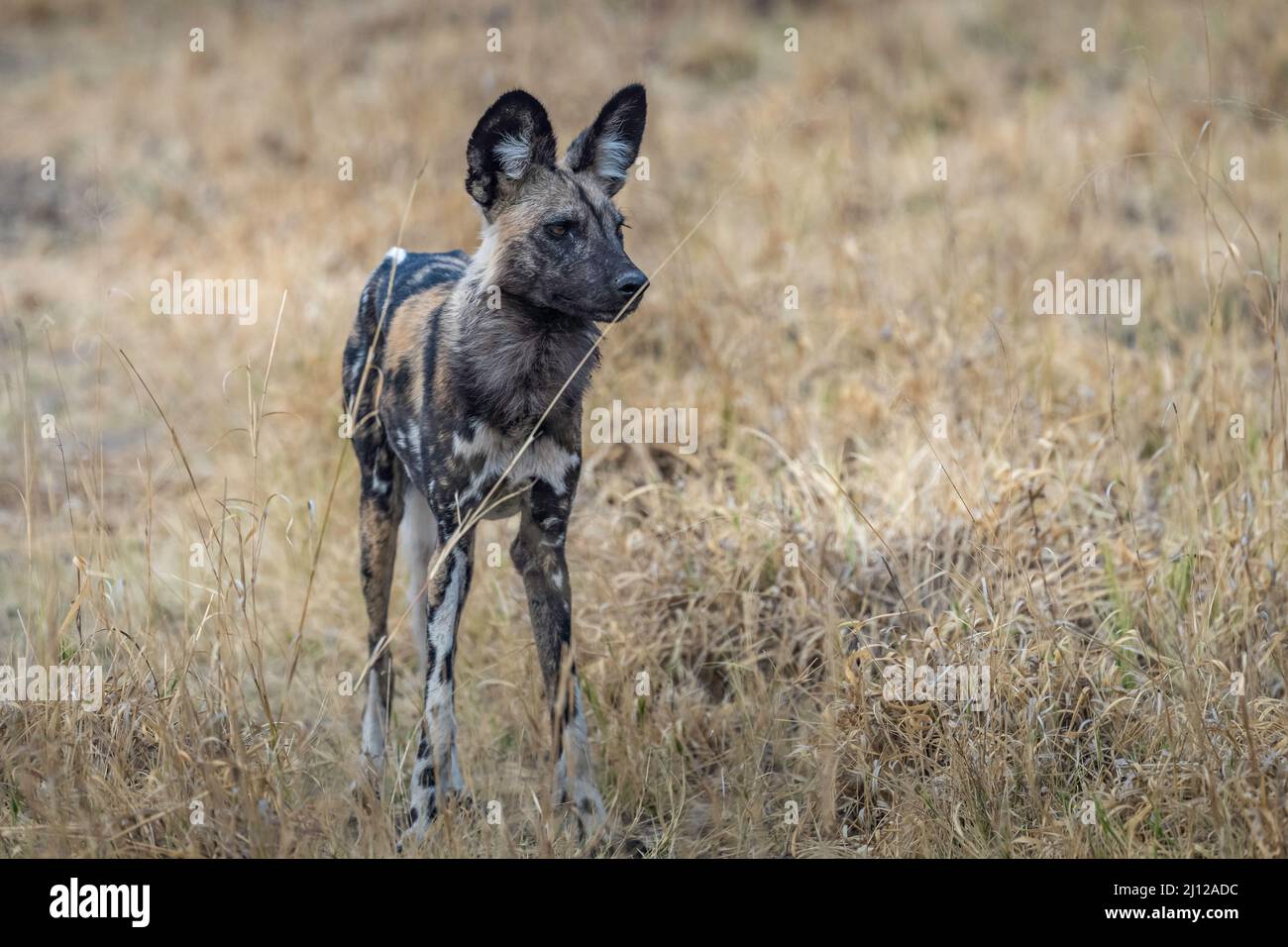 Zimbabwe african wild dog hi-res stock photography and images - Alamy