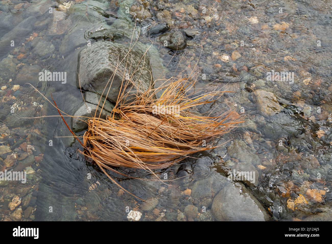 Dried grass along Cosumnes river knocked down by flood waters Stock ...
