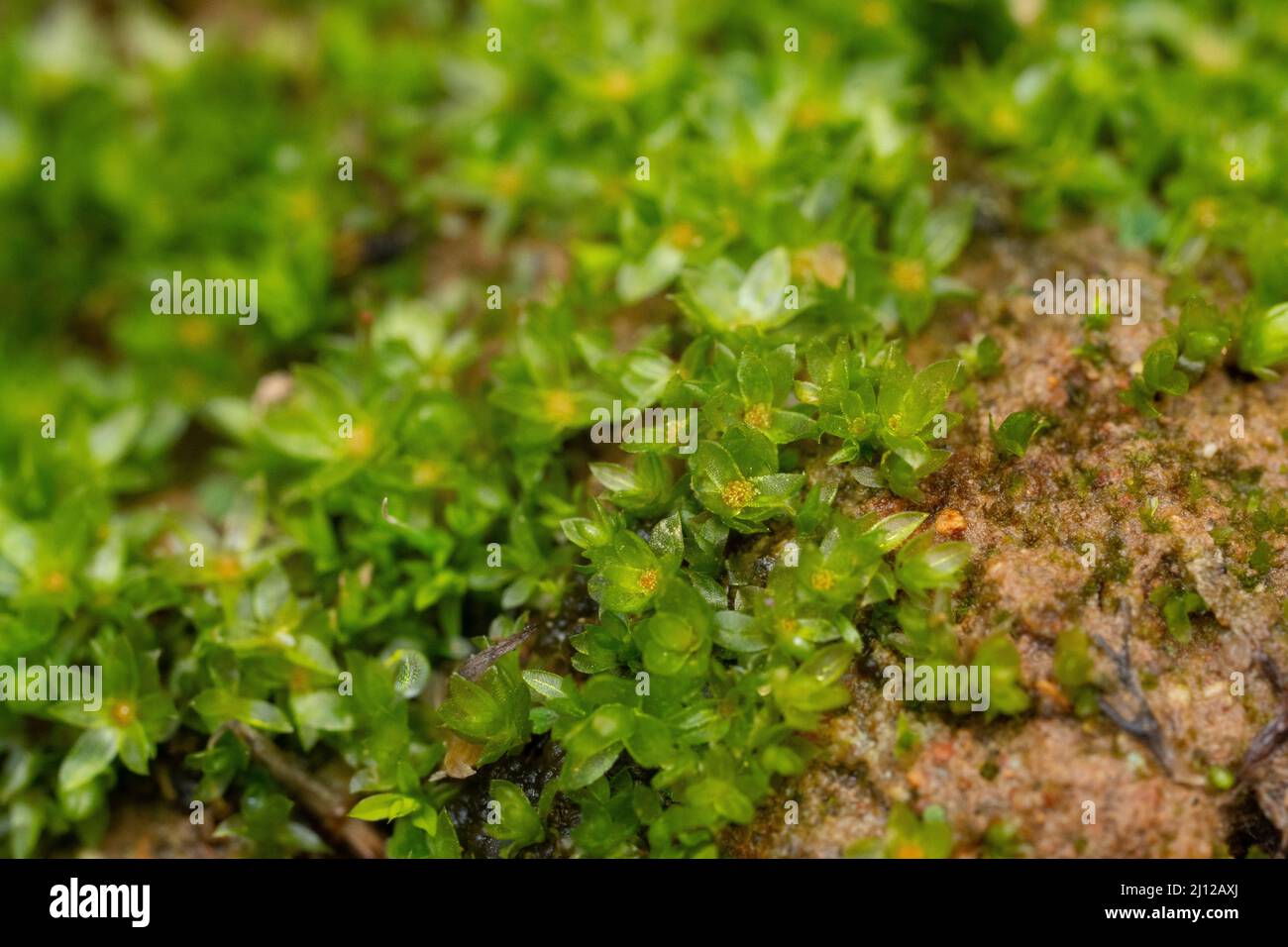 extreme close up macro of moss growing on rock Stock Photo - Alamy
