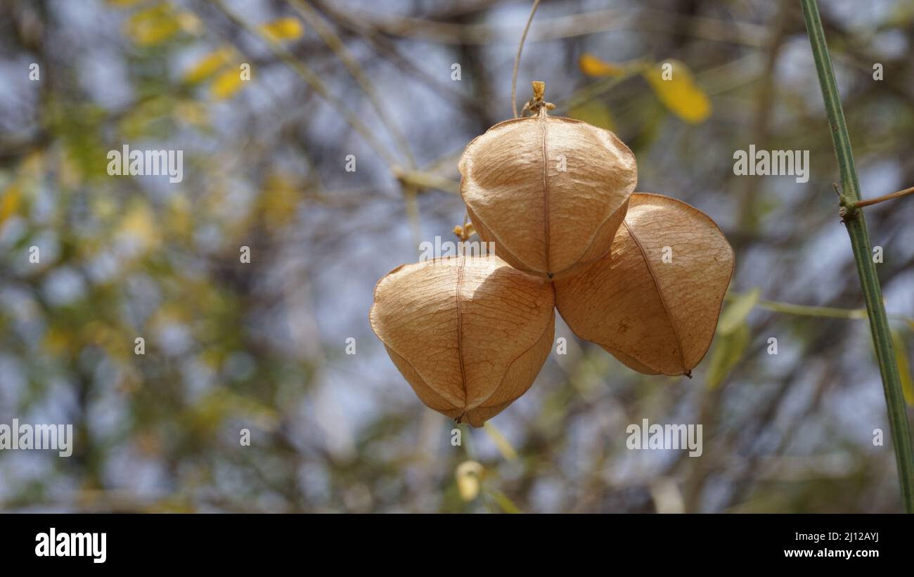 Cardiospermum halicacabum also known as Balloonvine, heart pea, winter ...