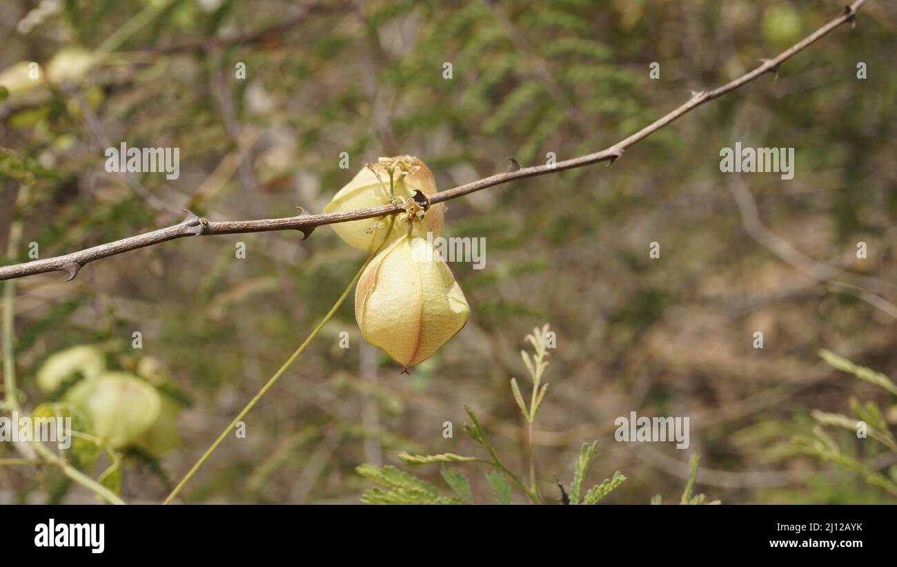 Cardiospermum halicacabum hi-res stock photography and images - Alamy