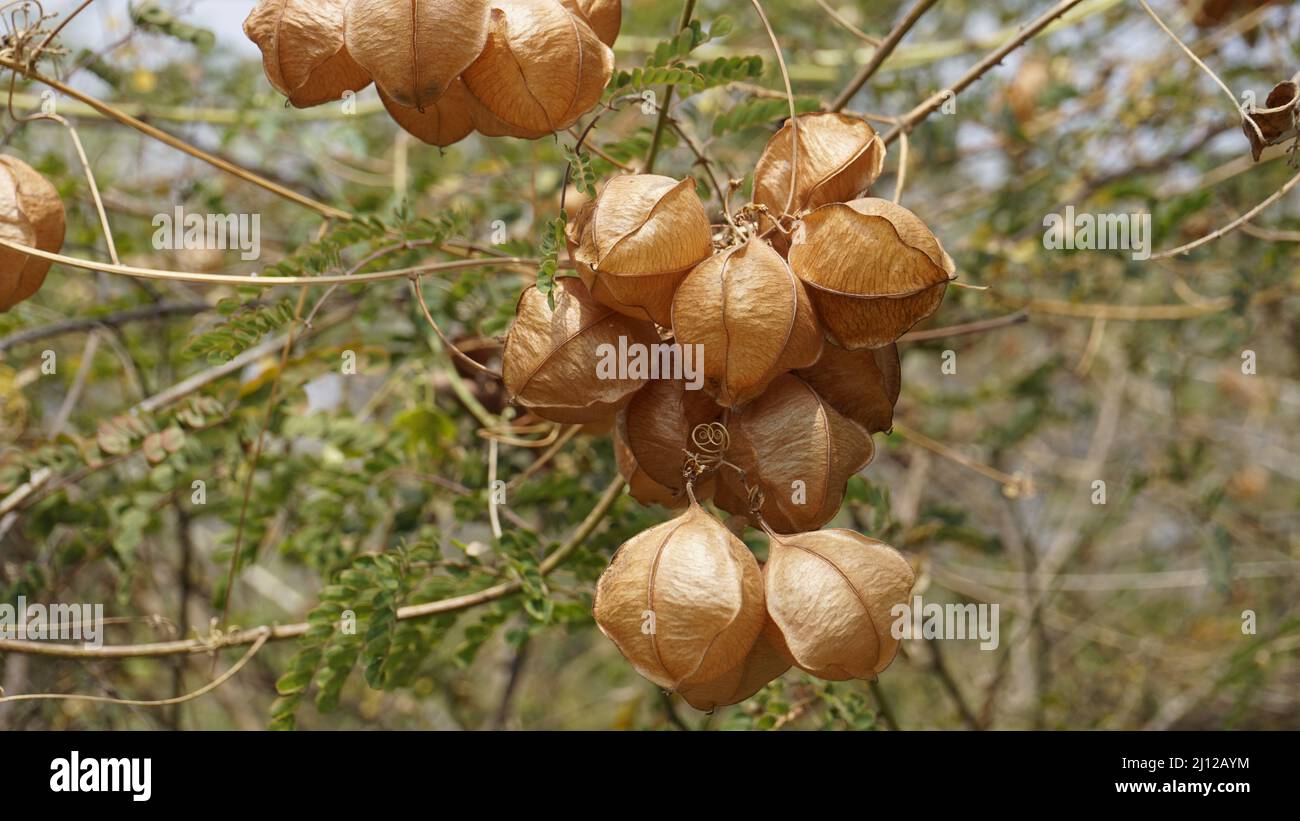 Cardiospermum halicacabum hi-res stock photography and images - Alamy