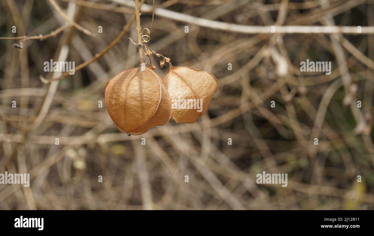 Cardiospermum halicacabum also known as Balloonvine, heart pea, winter ...