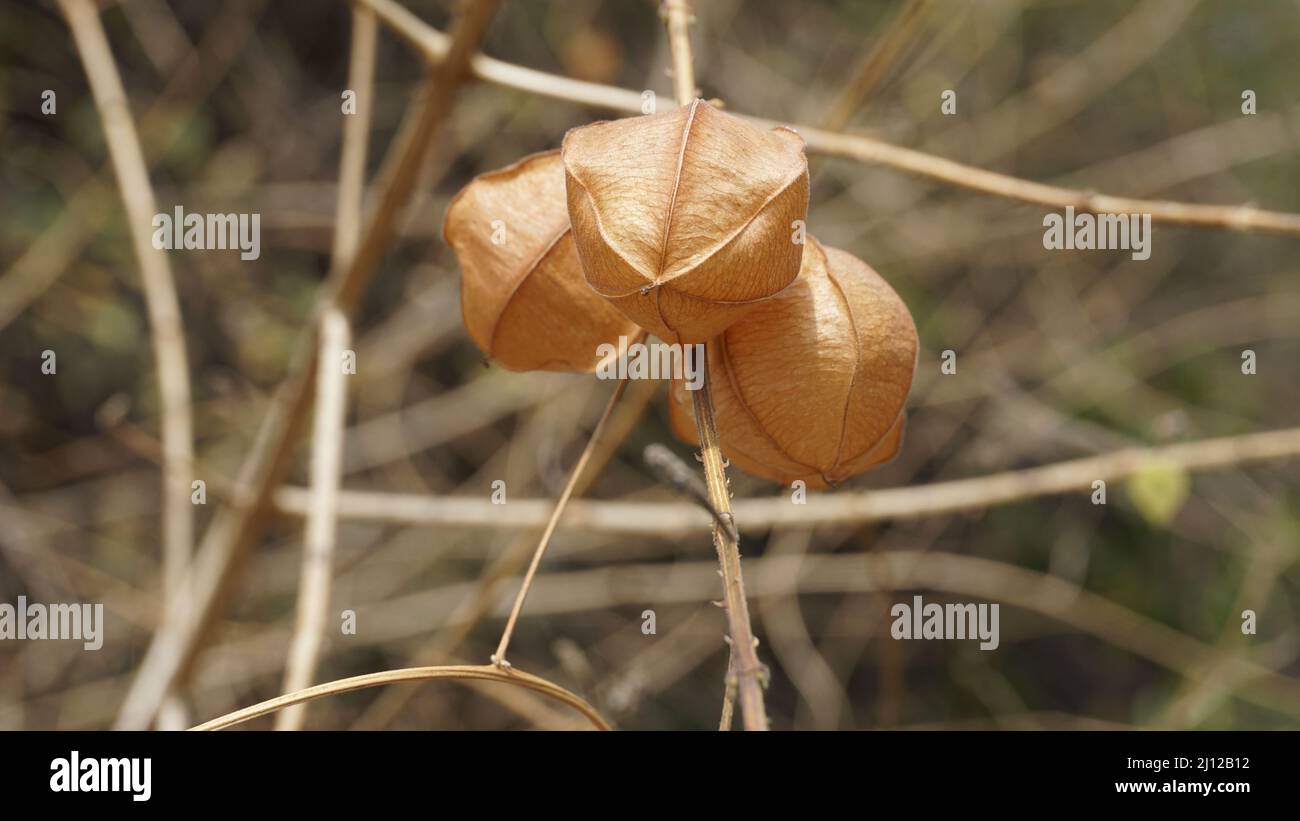 Cardiospermum halicacabum hi-res stock photography and images - Alamy