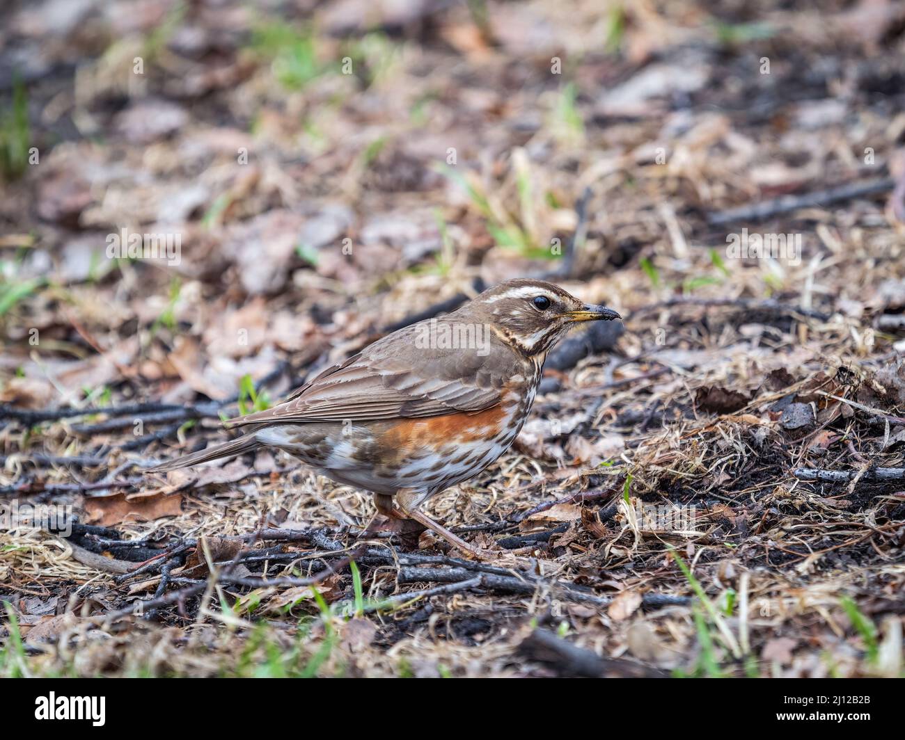Wood bird Redwing, Turdus iliacus, on a sprng lawn. Small thrush ...