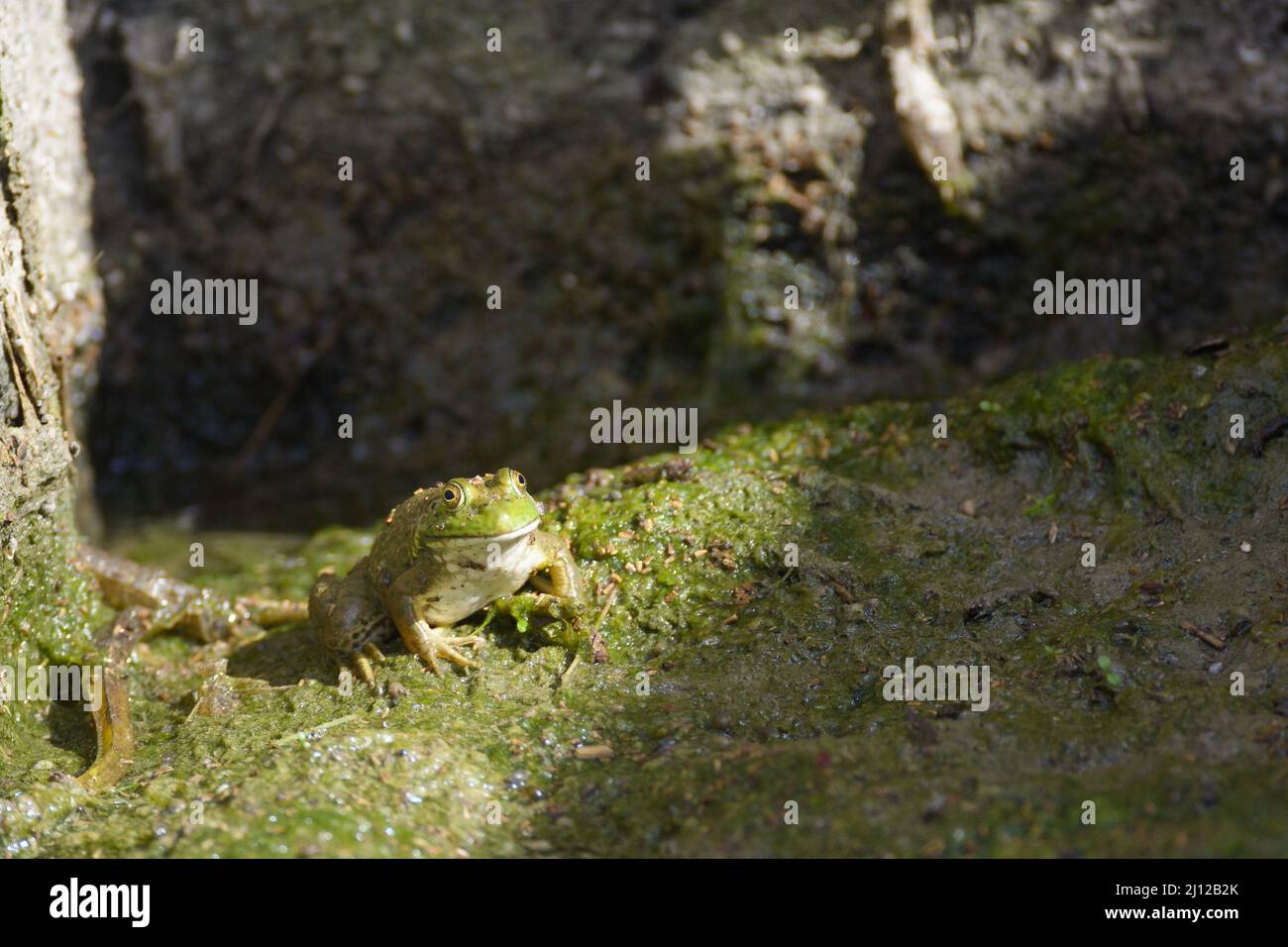 American bullfrog sitting in a drying water drain Stock Photo - Alamy