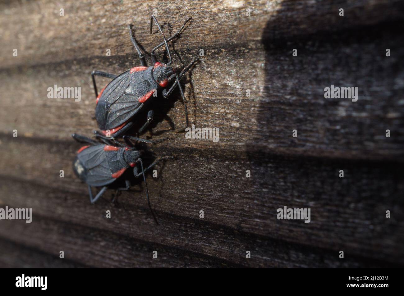 Box Elder bug large breeding infestation group on wood fence Stock ...