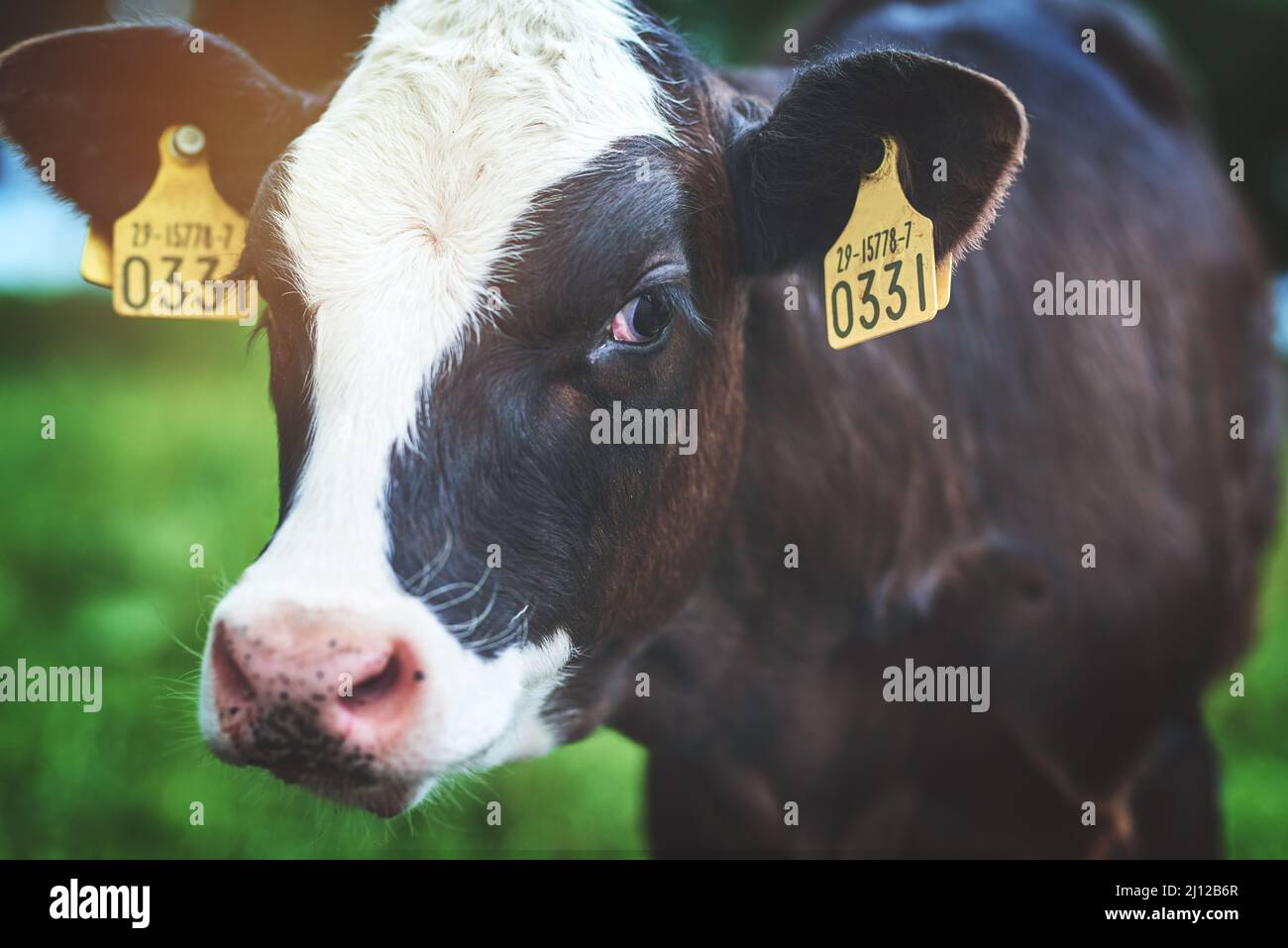 Expert in the dairy field hi-res stock photography and images - Alamy