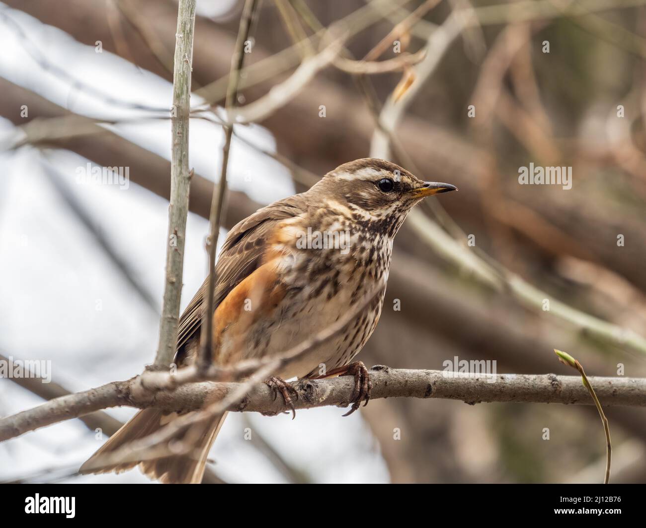 Wood bird Redwing, Turdus iliacus, sits on tree branch. Small thrush ...