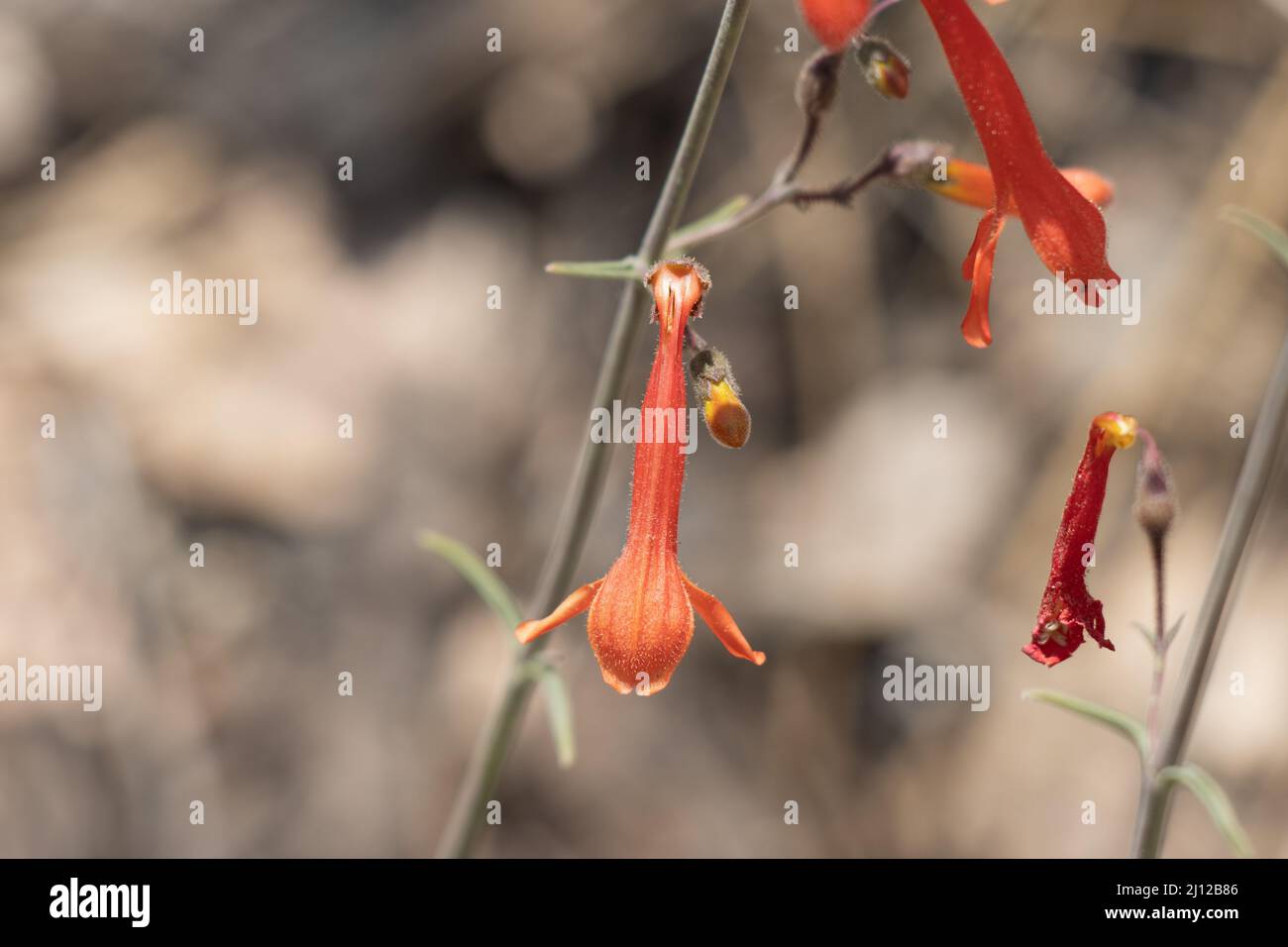 Red flowering racemose panicle inflorescence of Penstemon Rostriflorus ...
