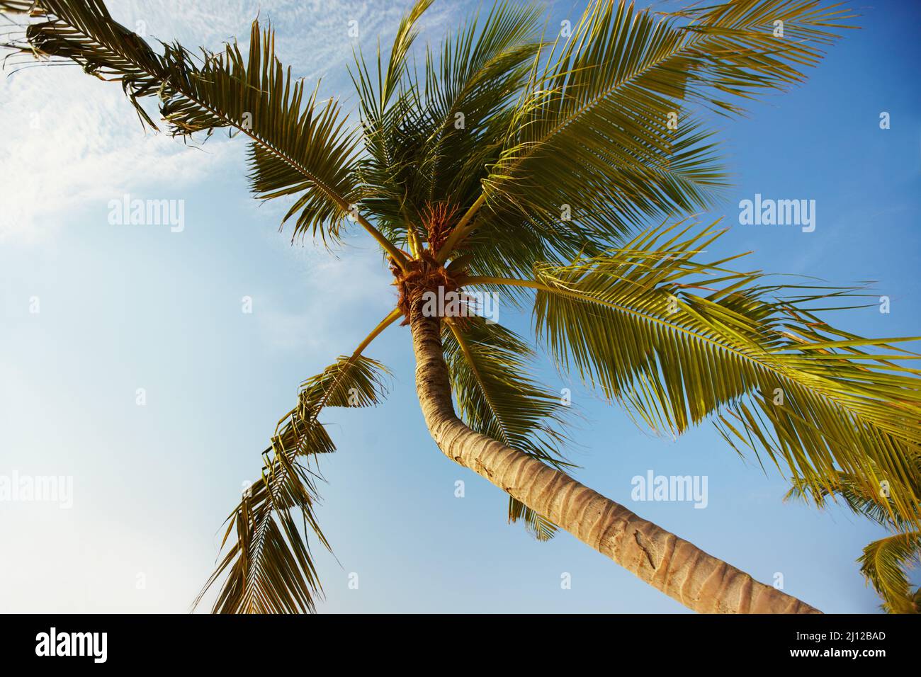 Tropical paradise. View from underneath a palm tree in the Maldives ...
