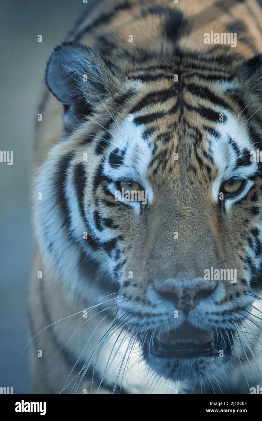 Furry tiger with a vicious look in the wild Stock Photo - Alamy