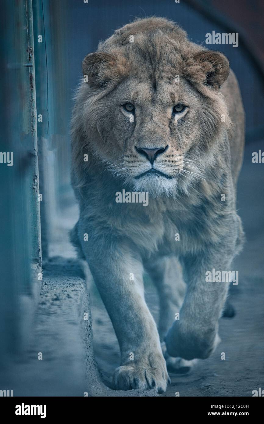 Furry lion with a vicious look in the zoo Stock Photo - Alamy