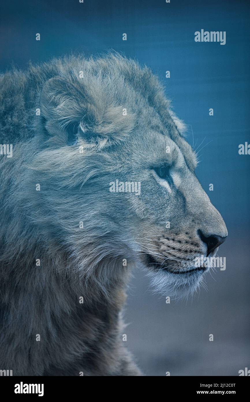 Furry lion with a vicious look in the zoo Stock Photo - Alamy