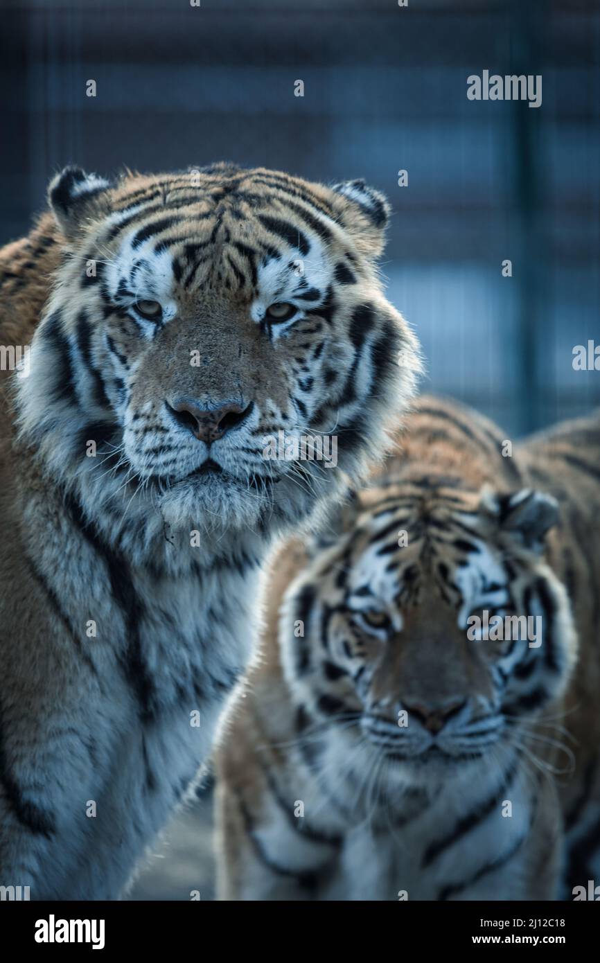 Furry tigers with a vicious look in the zoo Stock Photo - Alamy