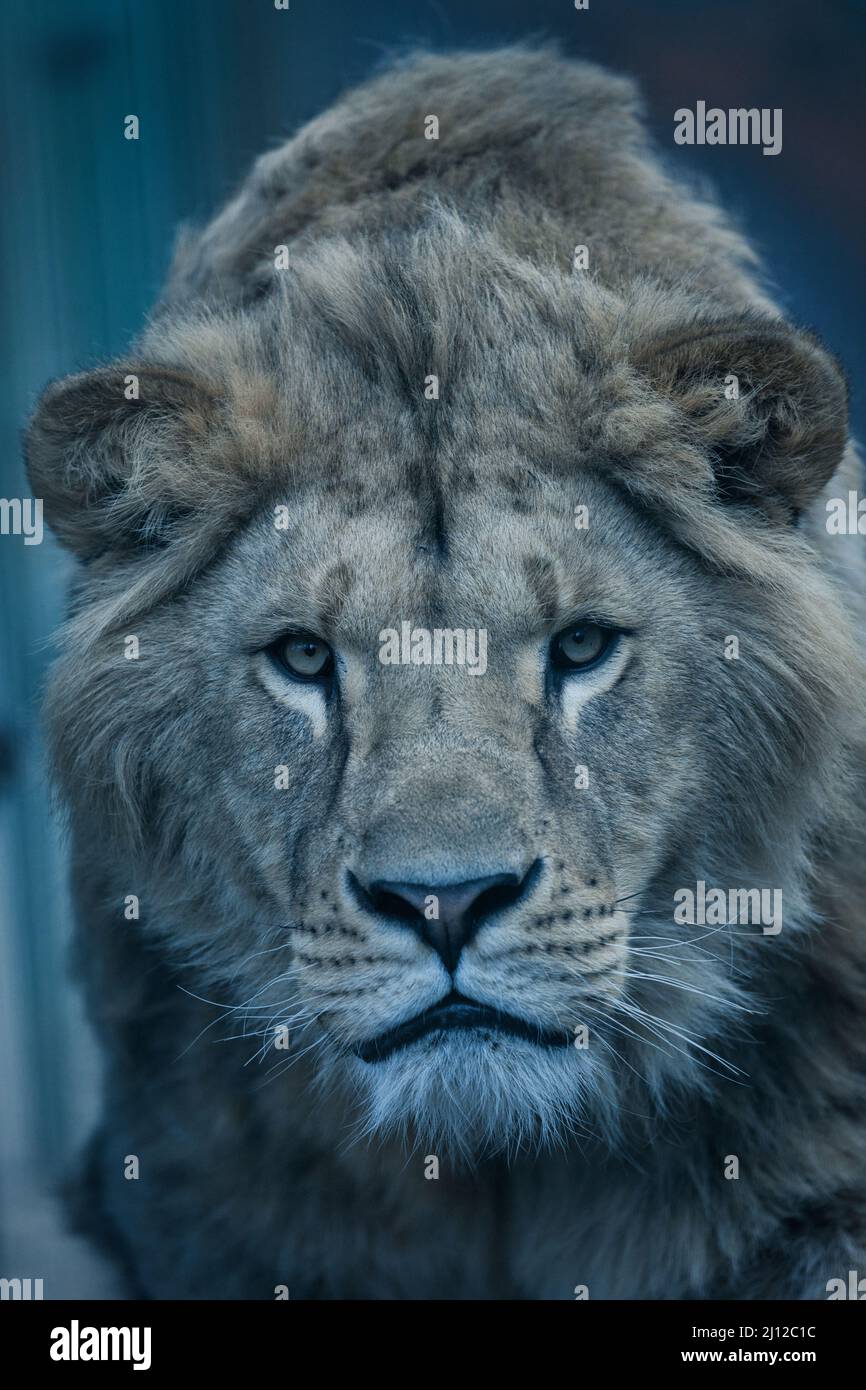 Furry lion with a vicious look in the wild Stock Photo - Alamy