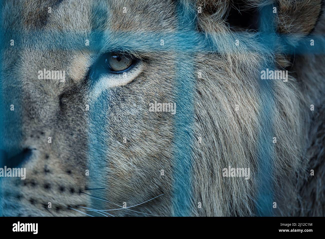 Selective focus of a furry lion with a vicious look in the zoo Stock ...