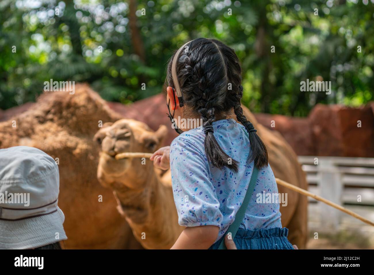 The backside view of an Asian little girl is feeding camels in a zoo ...