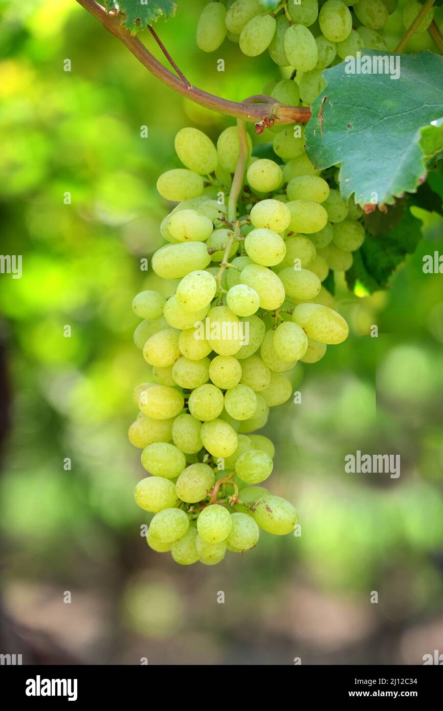 Close up image of harvesting Green grapes with green leaves, fresh ...