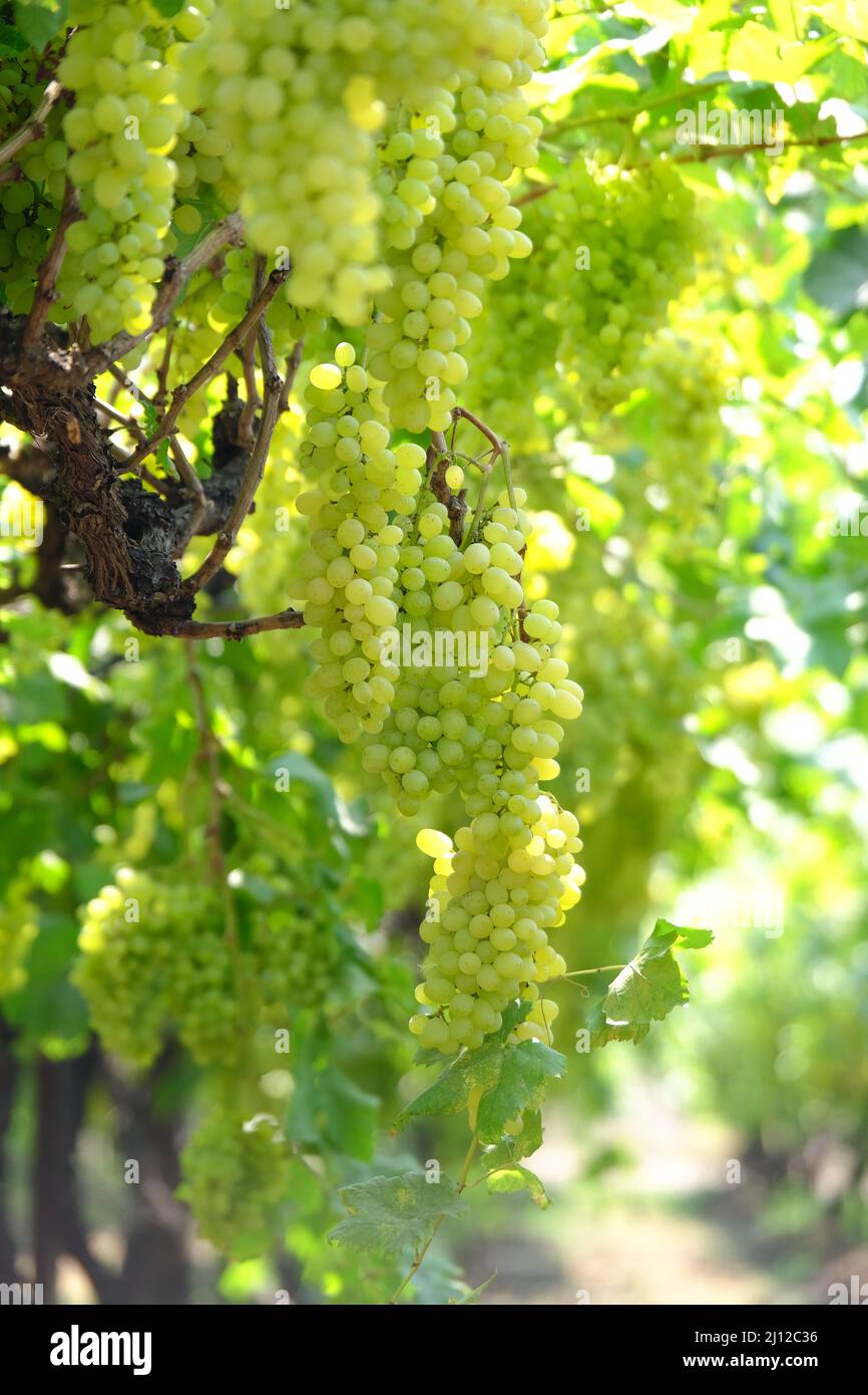 Grapes with fruits hi-res stock photography and images - Alamy