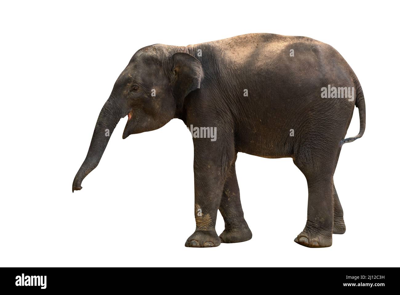 The isolated full body of baby Asian elephant, side view, an image of a ...