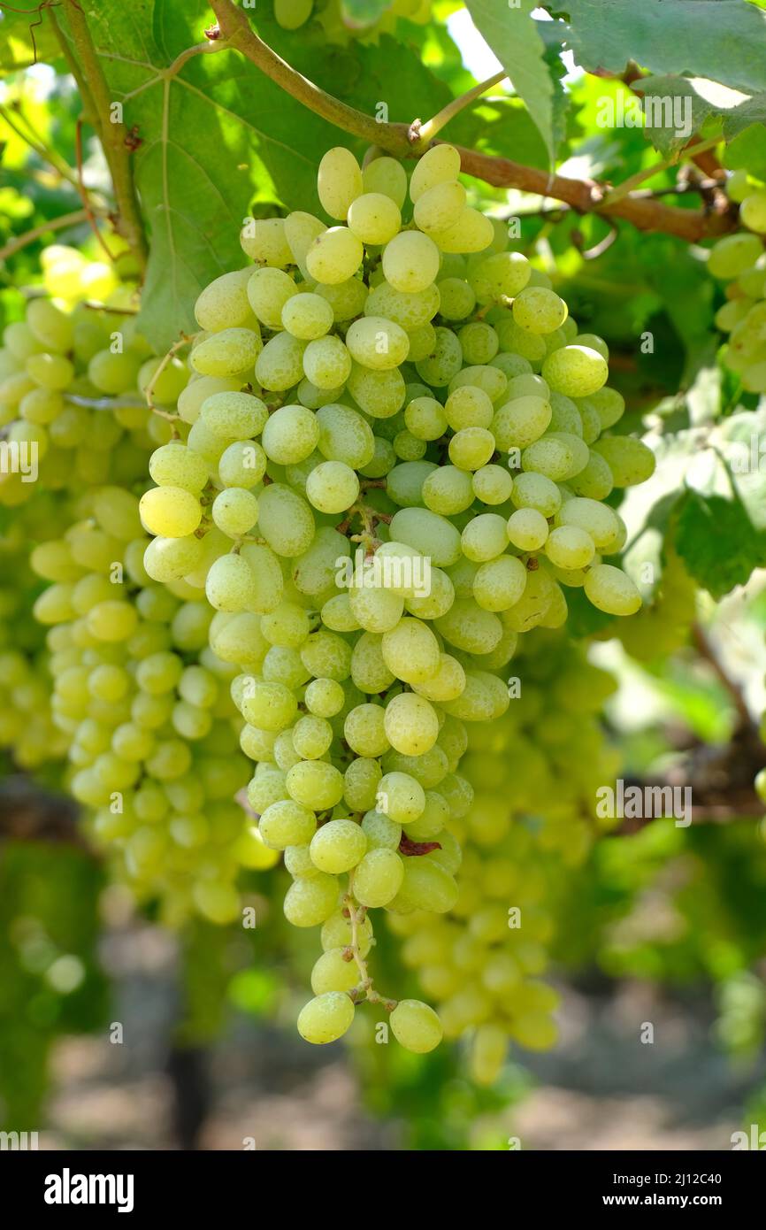 Close up image of harvesting Green grapes with green leaves, fresh ...