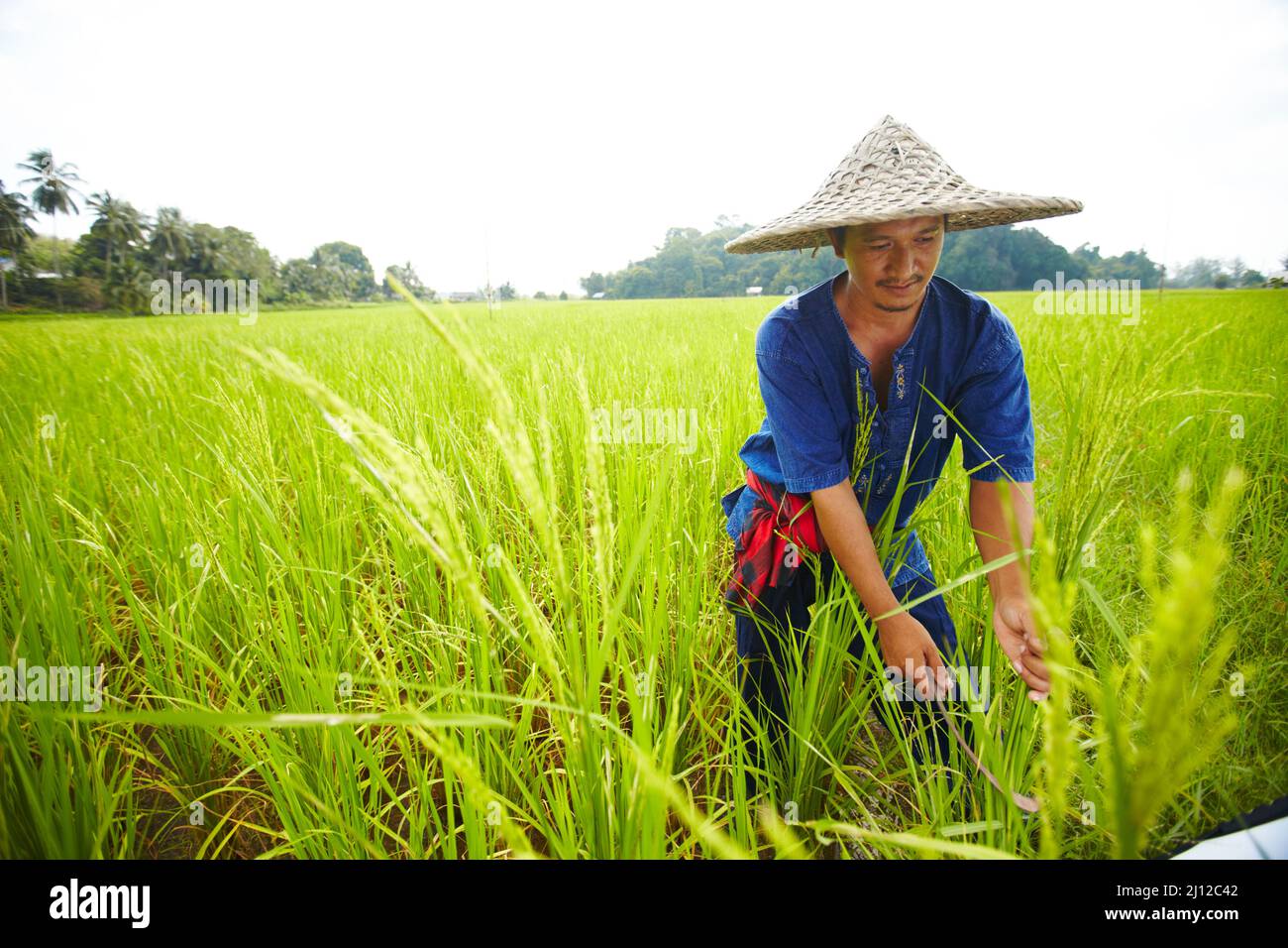 Harvest time. A Thai rice farmer harvesting rice in a field - Thailand ...