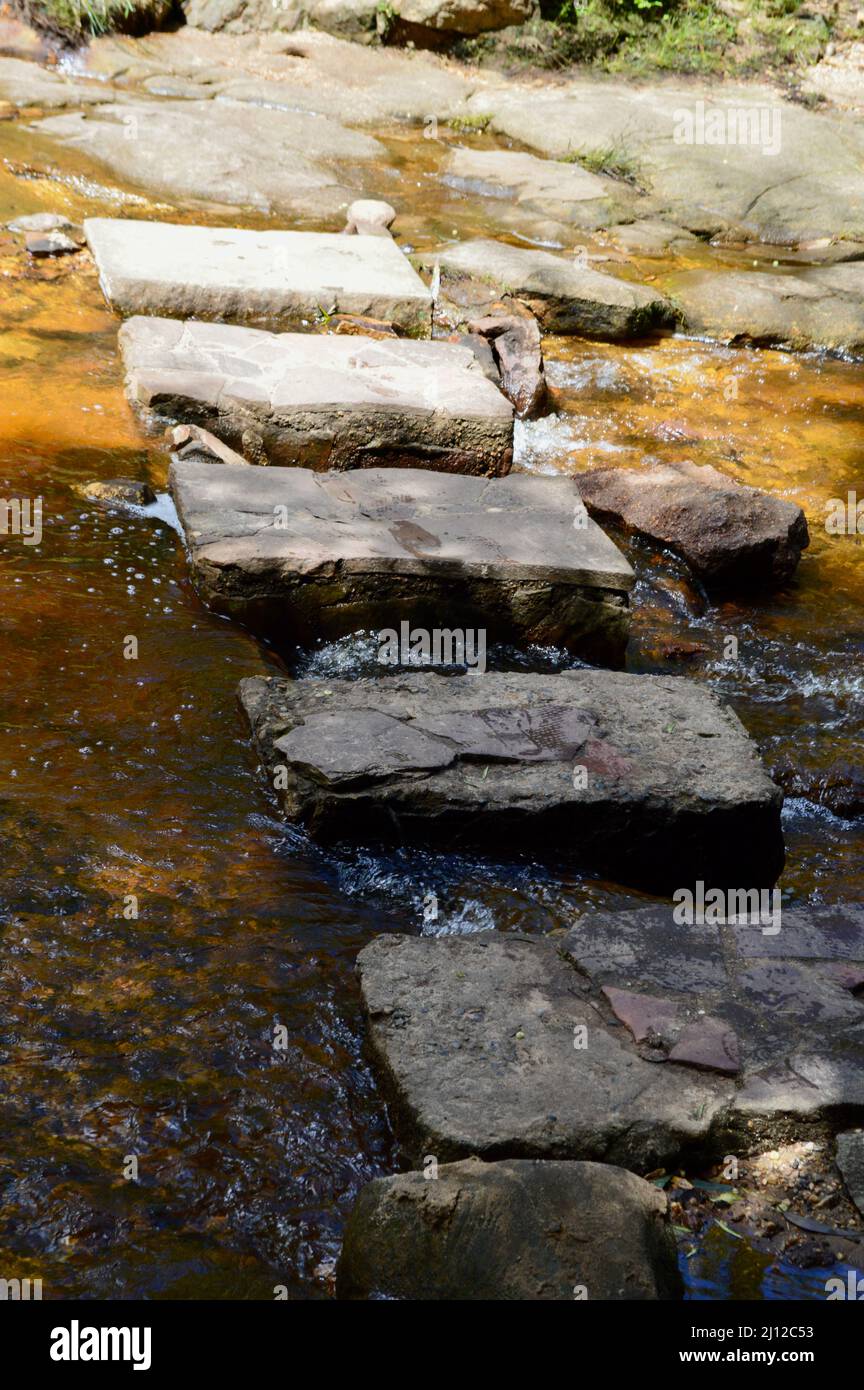 Stepping stones over a stream in the forest Stock Photo - Alamy