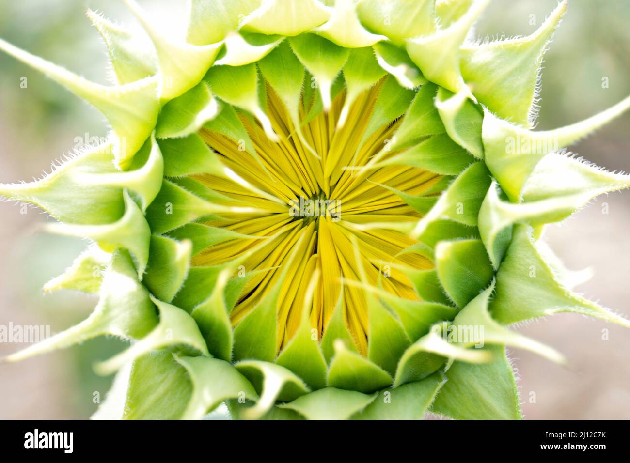 Sunflower in Bloom Stock Photo - Alamy