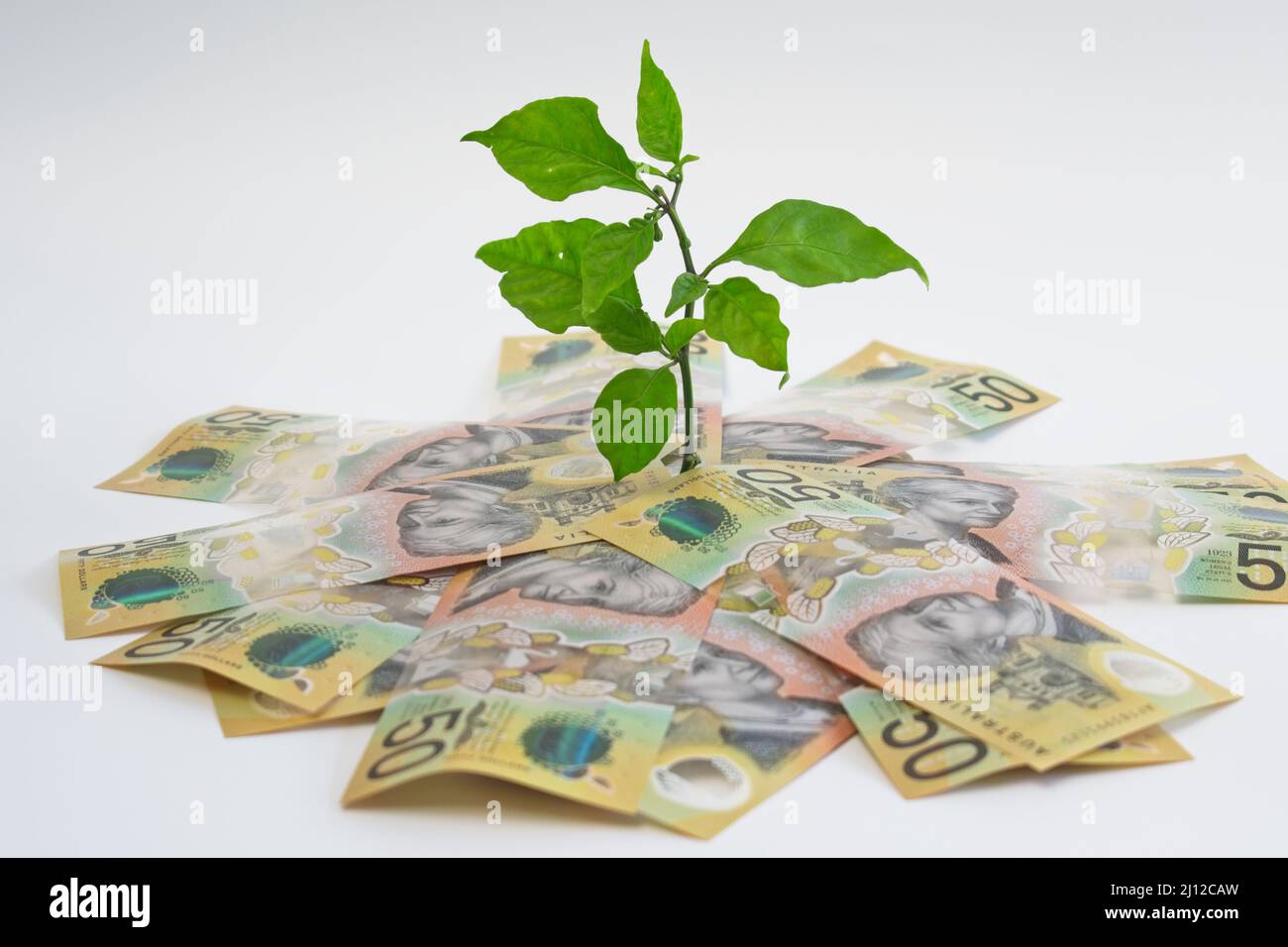 Australian money tree hi-res stock photography and images - Alamy