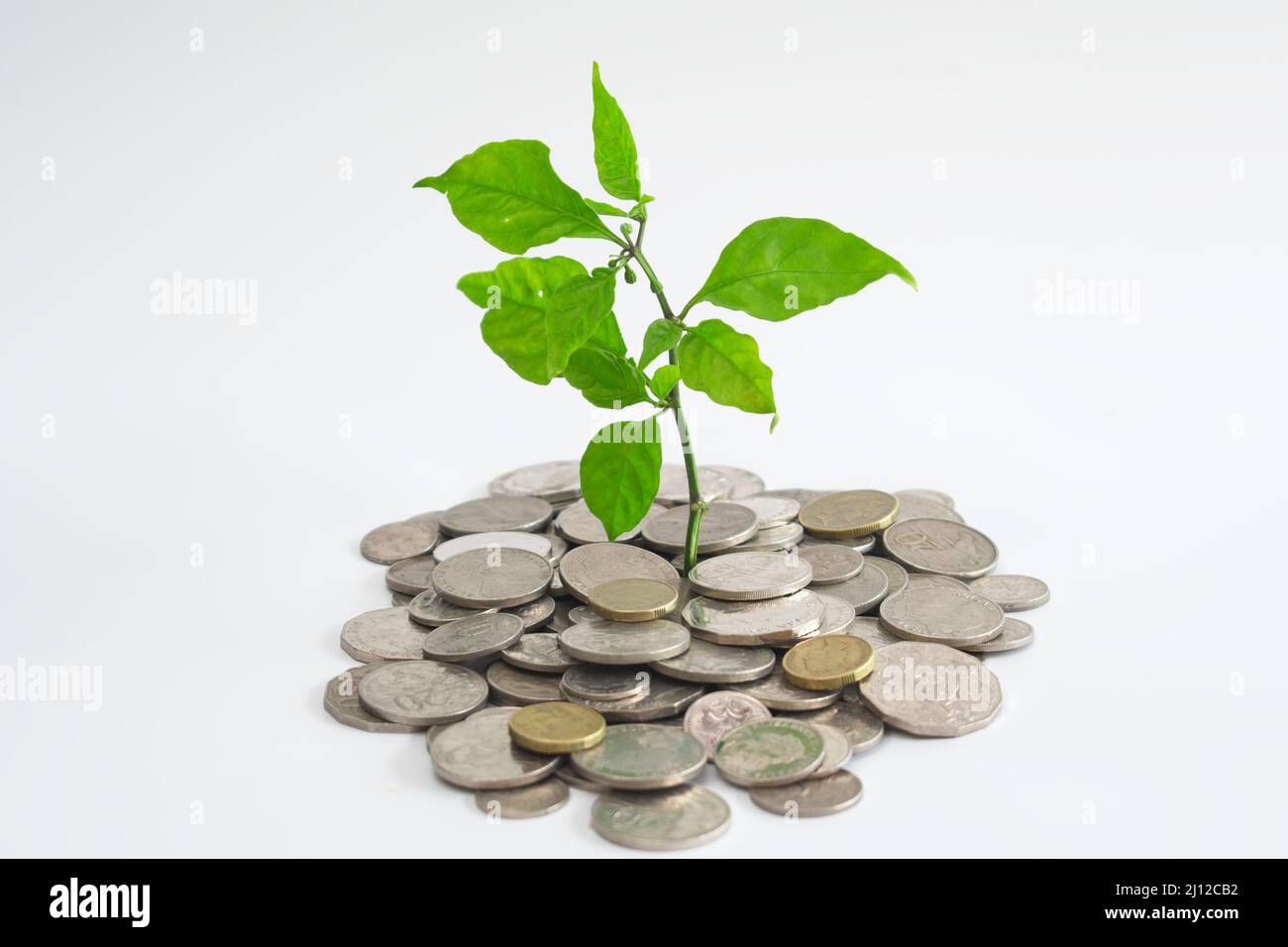 Tree growing from coins - investment concept Stock Photo - Alamy