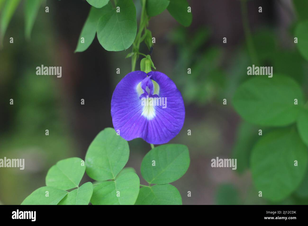 Clitoria ternatea, commonly known as Asian pigeonwings, bluebellvine ...
