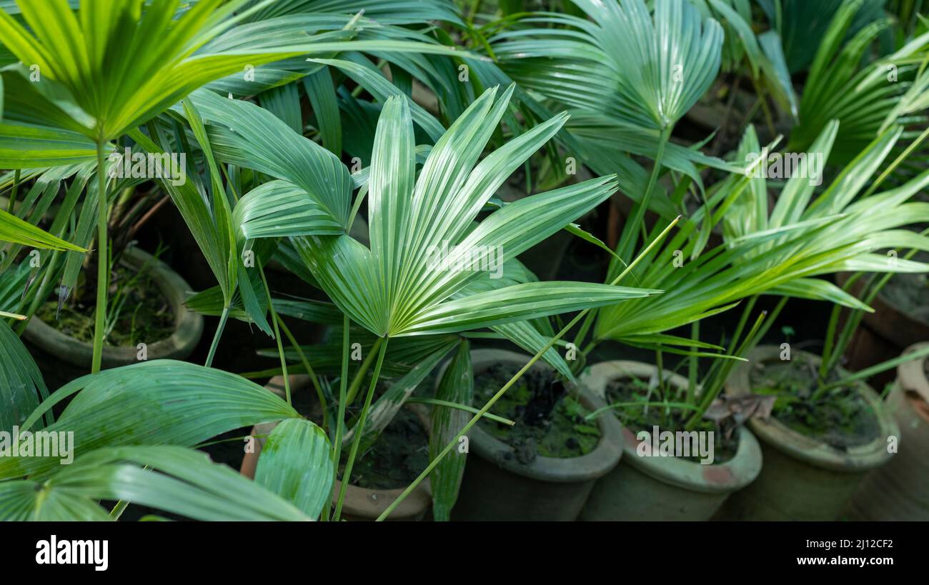 fan palms planted in a clay pots Stock Photo - Alamy