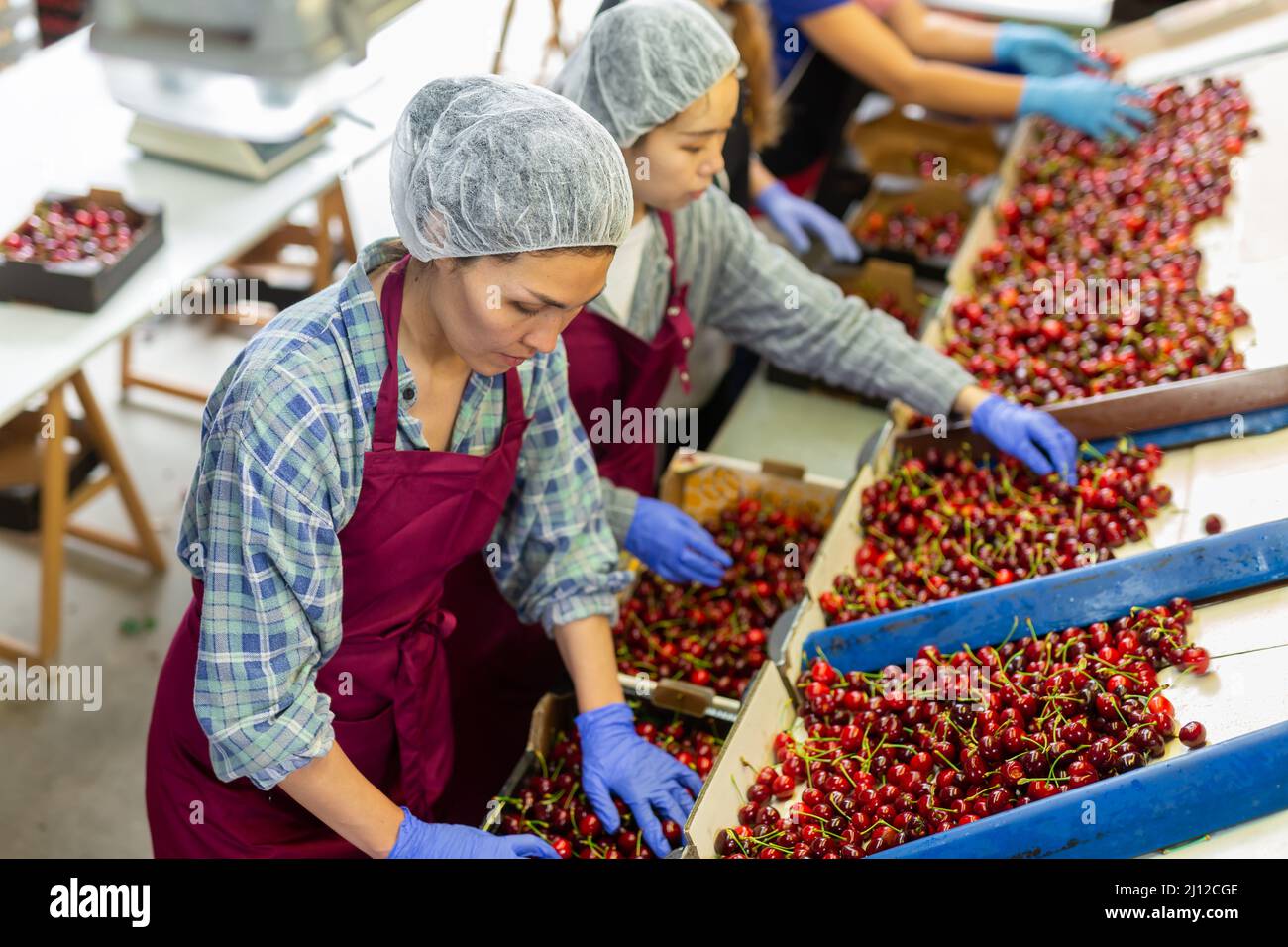 Women working on producing sorting line at fruit warehouse Stock Photo ...