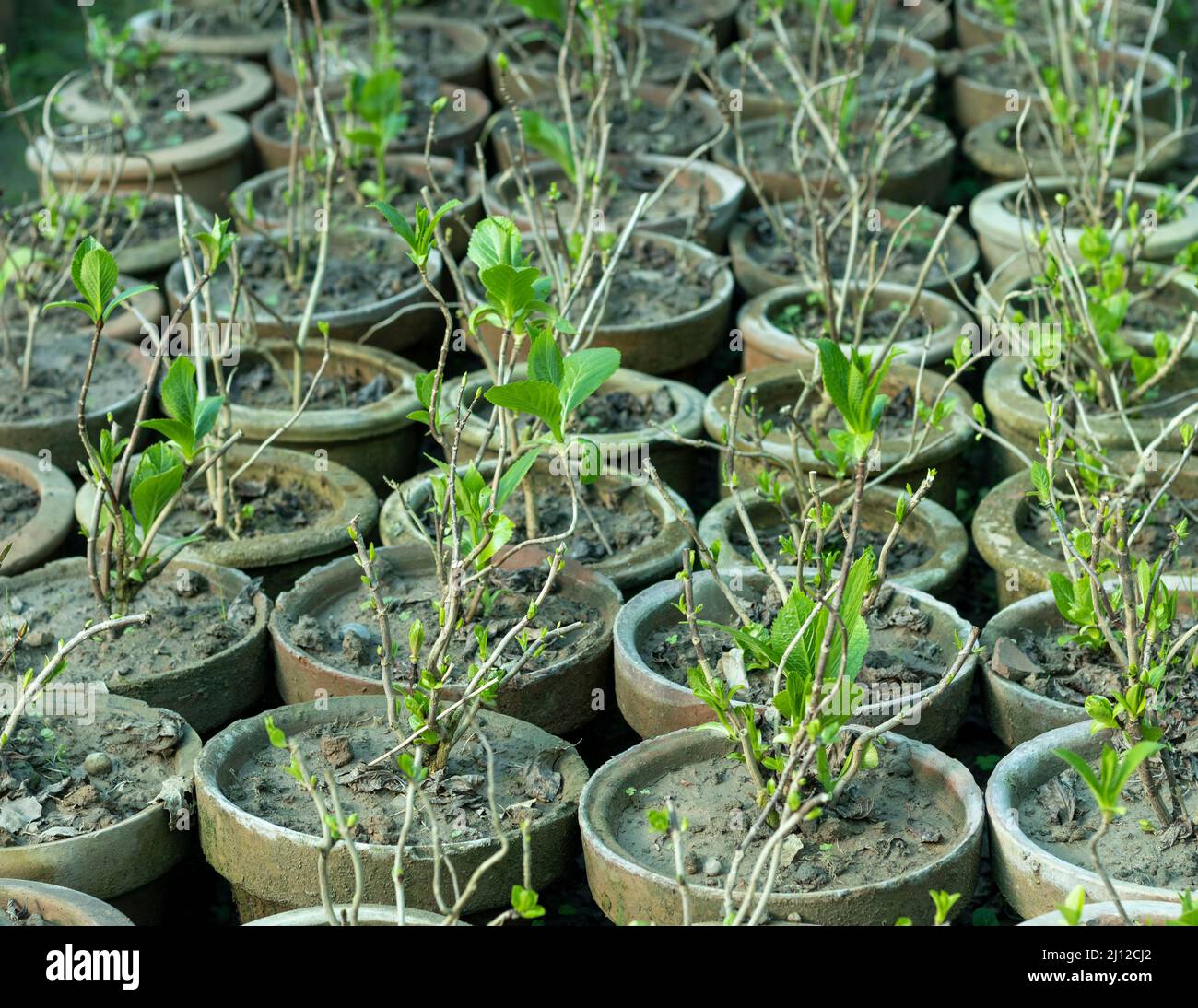 Gardenia tree hi-res stock photography and images - Alamy