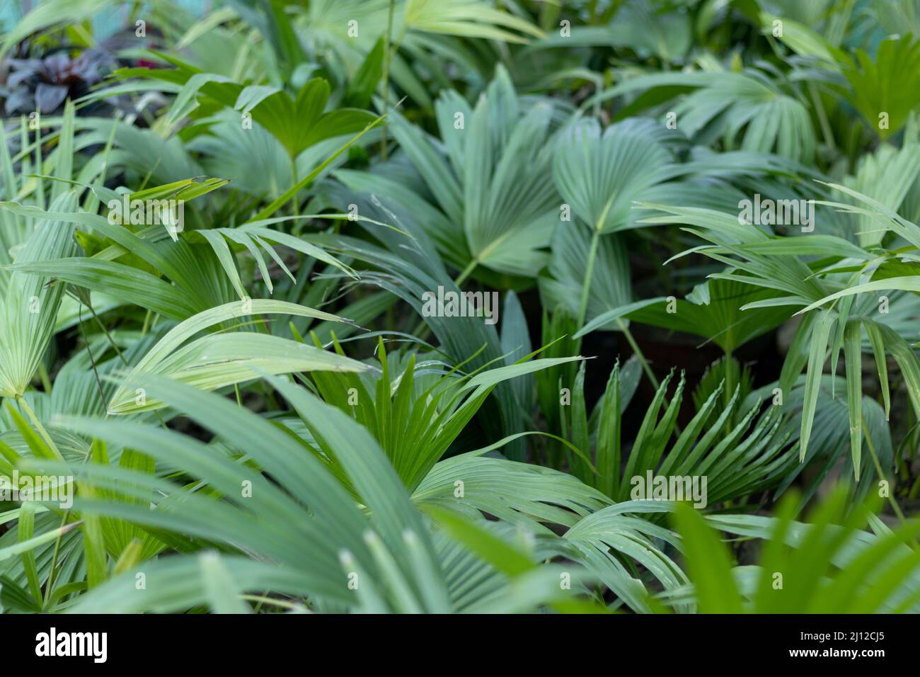 Fan palms in plant nursery for sale or plantation Stock Photo - Alamy